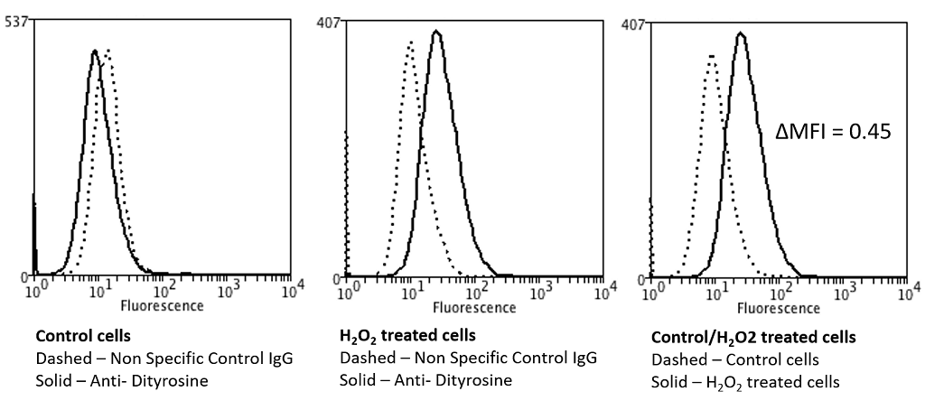 Dityrosine Antibody